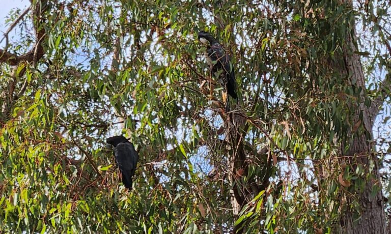 Improving on “Access to Research” – Science in the Open